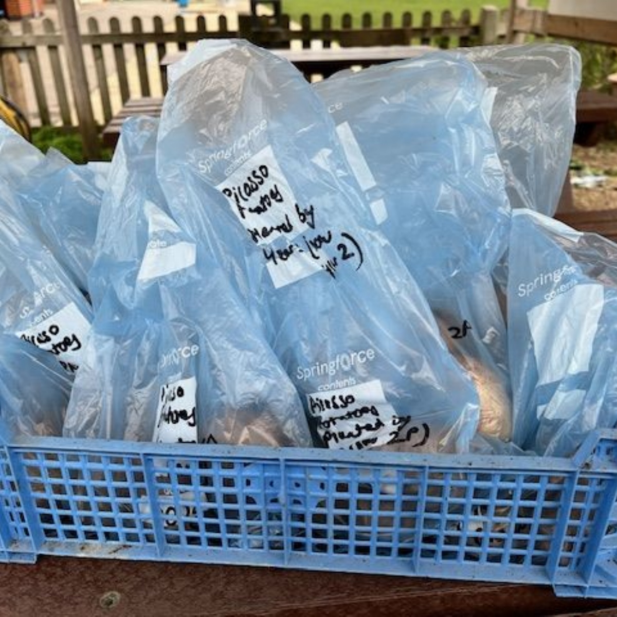 Fielding Primary School & Nursery - Fielding grown potatoes for sale